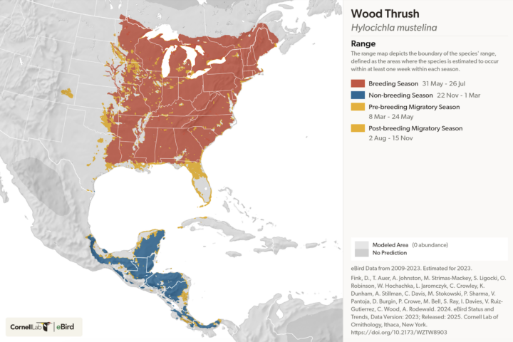 Wood Thrush (WOTH) | Land Trust Bird Conservation Initiative