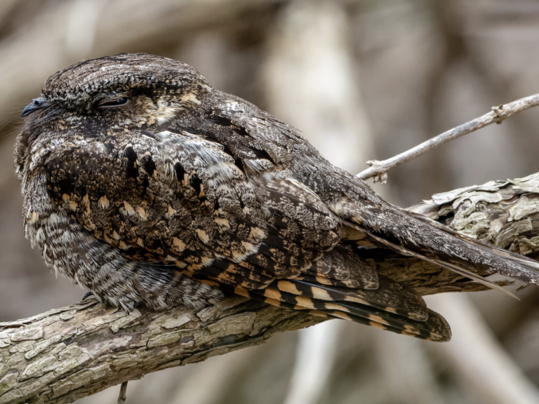 Eastern Whip-poor-will (EWPW) | Land Trust Bird Conservation Initiative