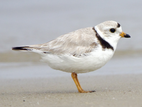 Piping Plover (PIPL) | Land Trust Bird Conservation Initiative