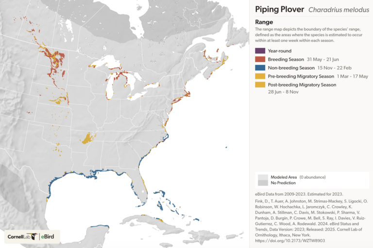Piping Plover (PIPL) | Land Trust Bird Conservation Initiative
