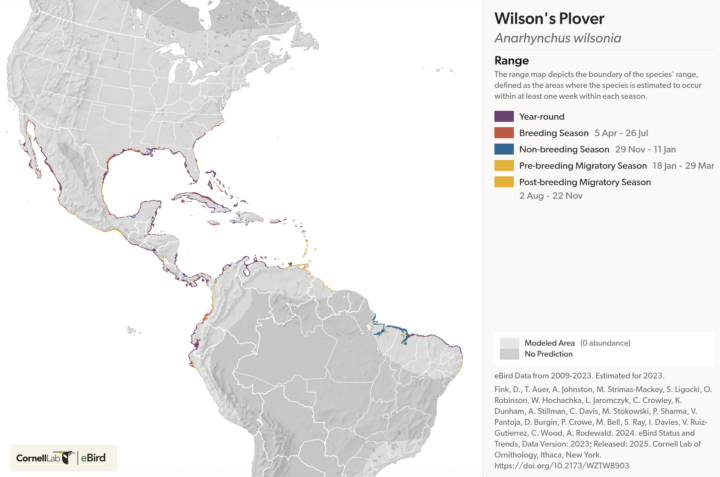 Wilson’s Plover (WIPL) | Land Trust Bird Conservation Initiative