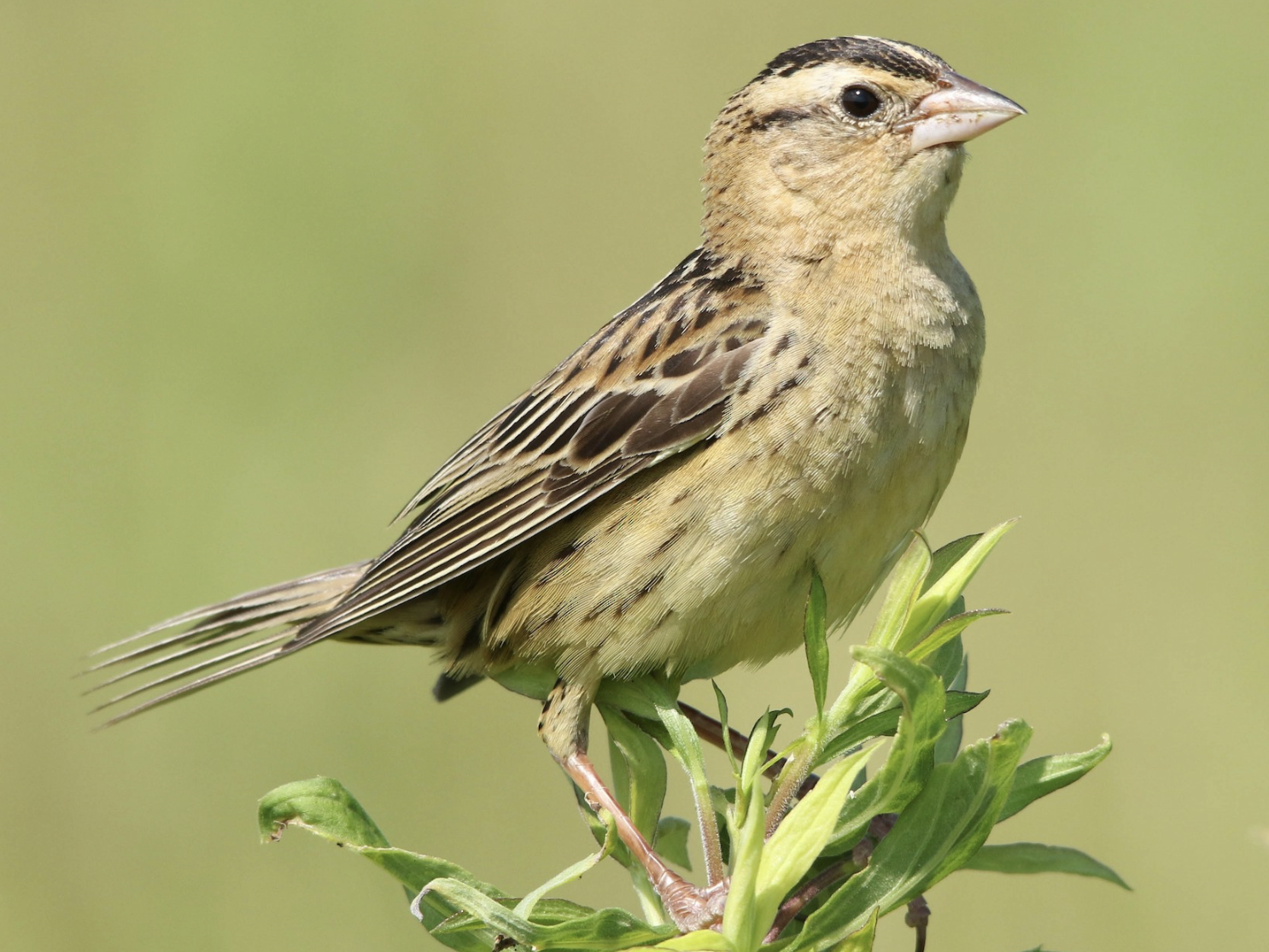 Bobolink (BOBO) | Land Trust Bird Conservation Initiative