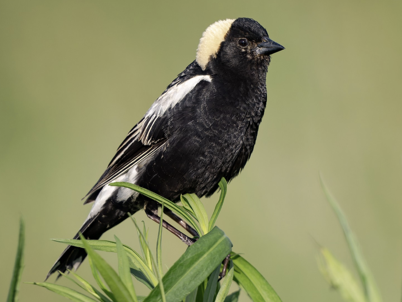 Bobolink (BOBO) | Land Trust Bird Conservation Initiative