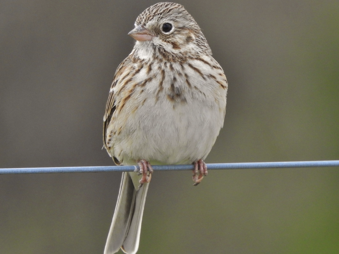 Vesper Sparrow (VESP) | Land Trust Bird Conservation Initiative