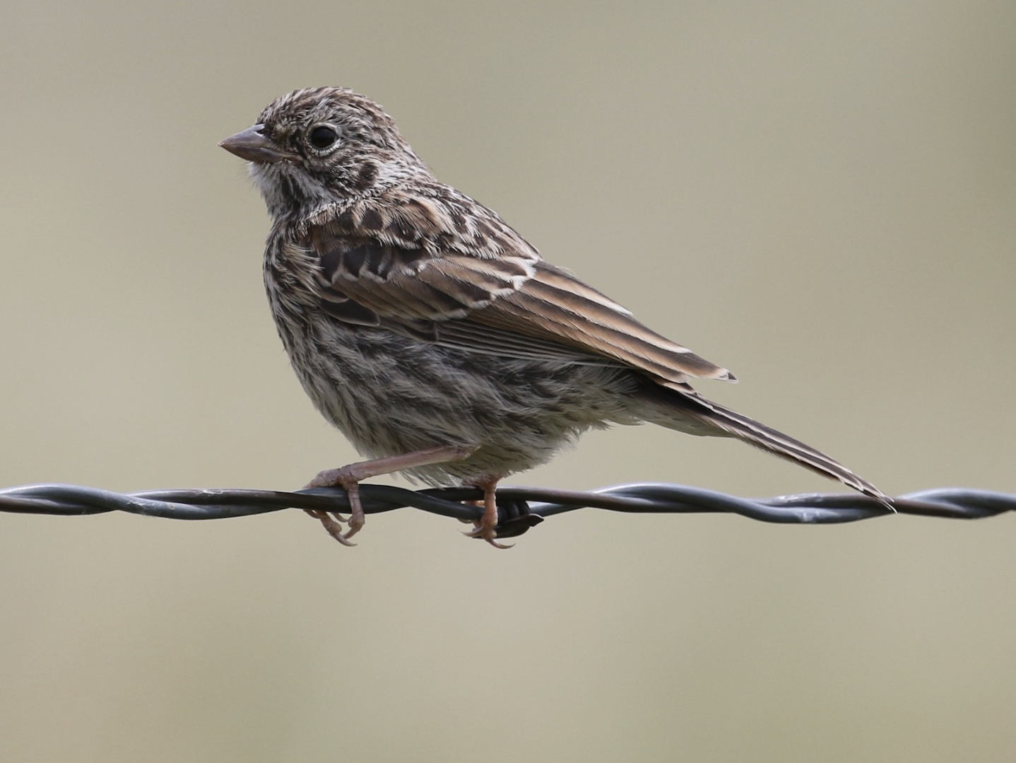 Vesper Sparrow (VESP) | Land Trust Bird Conservation Initiative