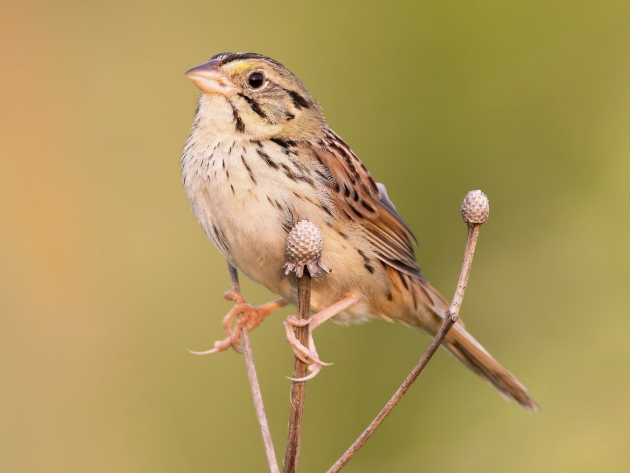 Henslow's Sparrow (HESP) | Land Trust Bird Conservation Initiative