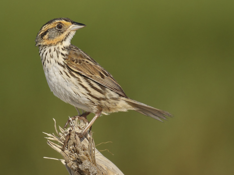 Saltmarsh Sparrow (SALS) | Land Trust Bird Conservation Initiative