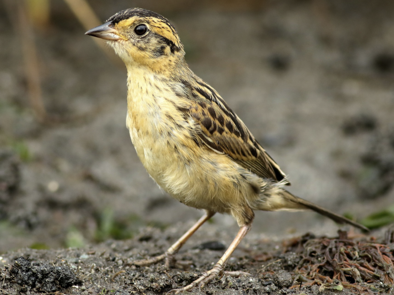 Saltmarsh Sparrow (SALS) | Land Trust Bird Conservation Initiative