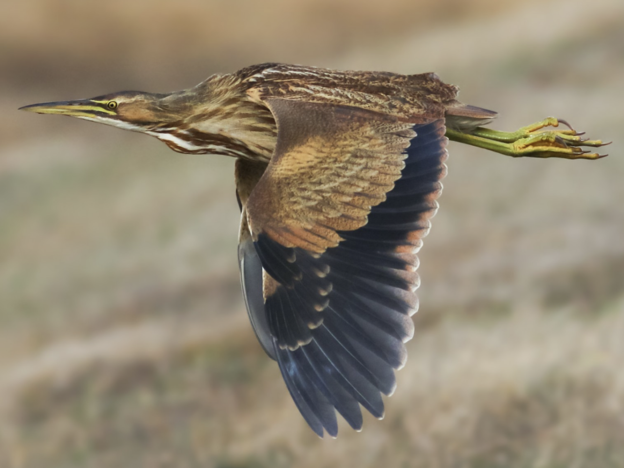 American Bittern (AMBI) | Land Trust Bird Conservation Initiative