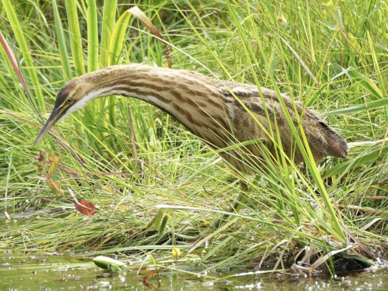 American Bittern (AMBI) | Land Trust Bird Conservation Initiative