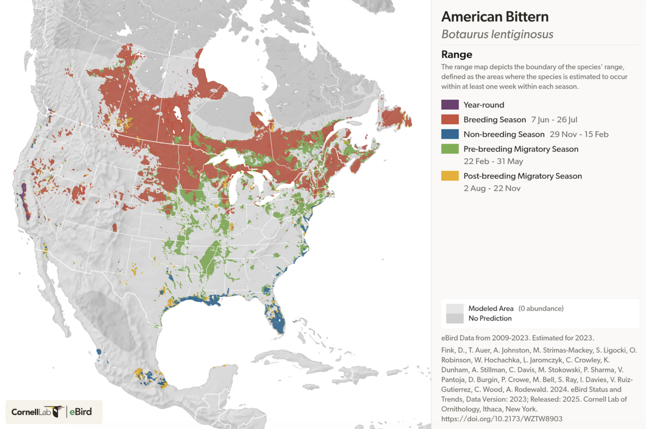 American Bittern (AMBI) | Land Trust Bird Conservation Initiative
