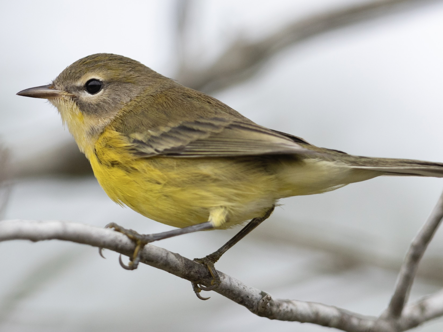 Prairie Warbler (PRAW) | Land Trust Bird Conservation Initiative