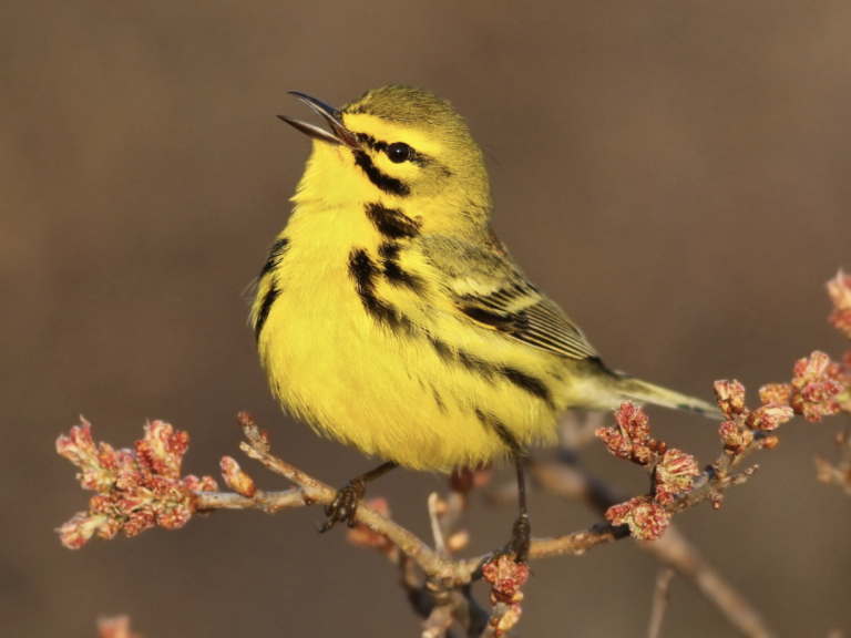 Prairie Warbler (PRAW) | Land Trust Bird Conservation Initiative