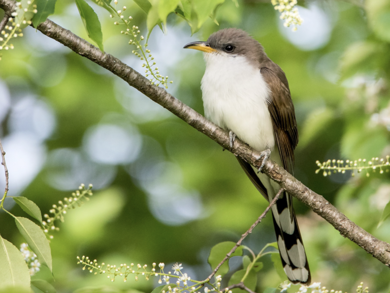 Yellow-billed Cuckoo (YBCU) | Land Trust Bird Conservation Initiative