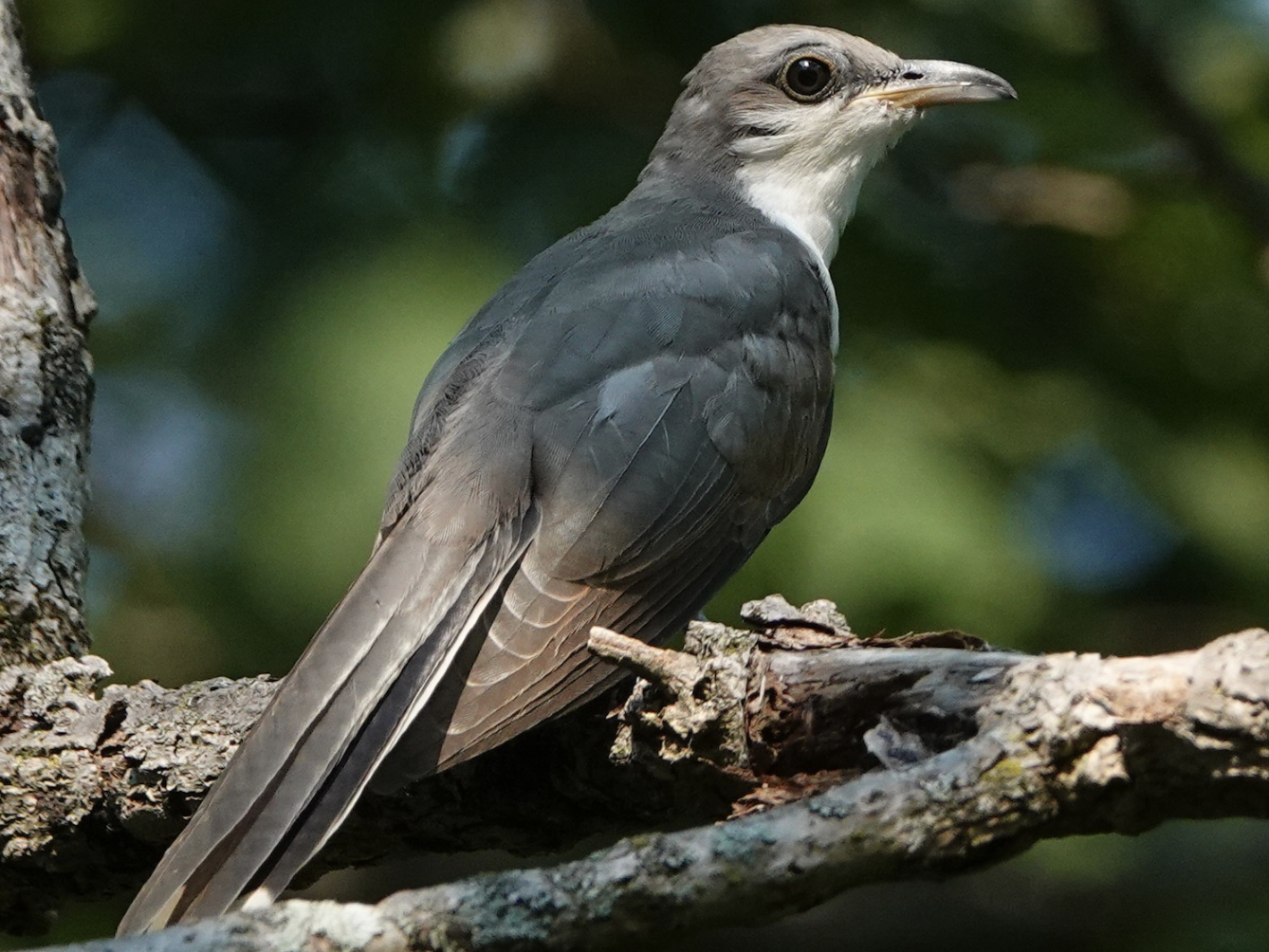 Yellow-billed Cuckoo (YBCU) | Land Trust Bird Conservation Initiative