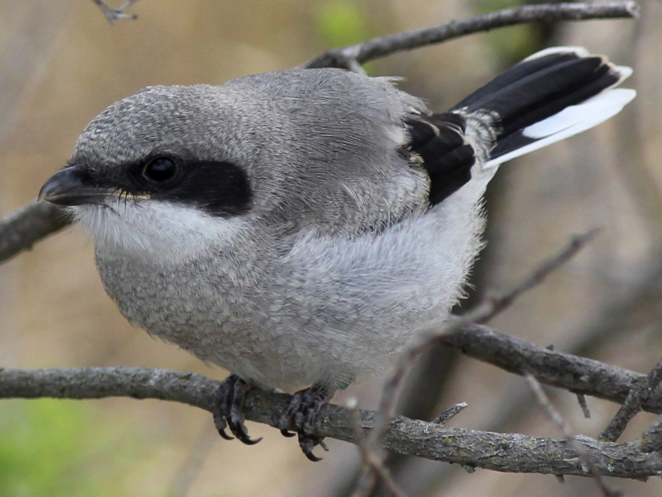 Loggerhead Shrike (LOSH) | Land Trust Bird Conservation Initiative