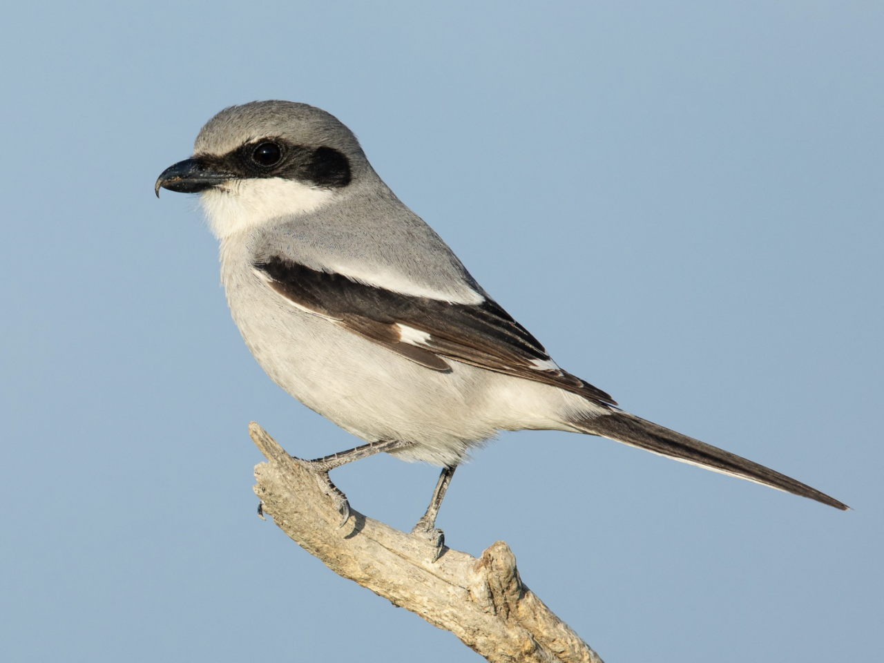 Loggerhead Shrike (LOSH) | Land Trust Bird Conservation Initiative