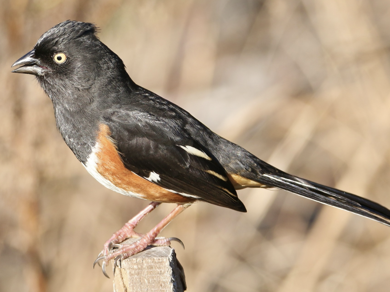 Eastern Towhee (EATO) | Land Trust Bird Conservation Initiative