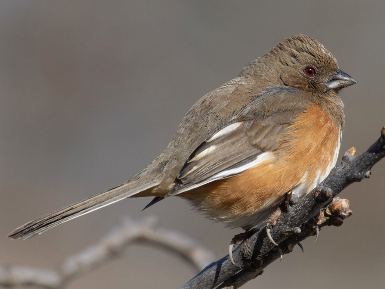 Eastern Towhee (EATO) | Land Trust Bird Conservation Initiative