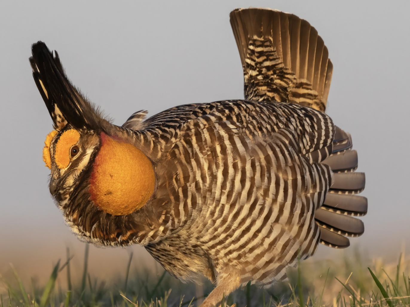 Greater Prairie-Chicken (GRPC) | Land Trust Bird Conservation Initiative