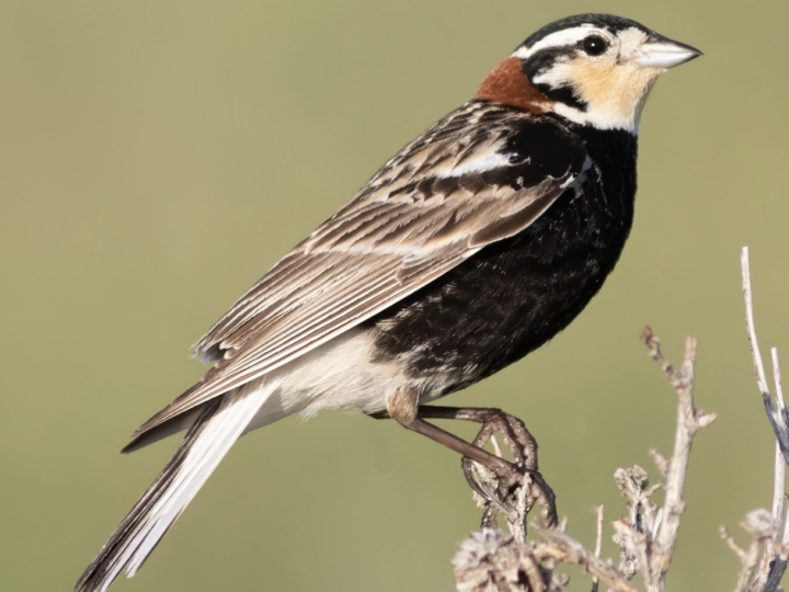 Chestnut-collared Longspur (CCLO) | Land Trust Bird Conservation Initiative