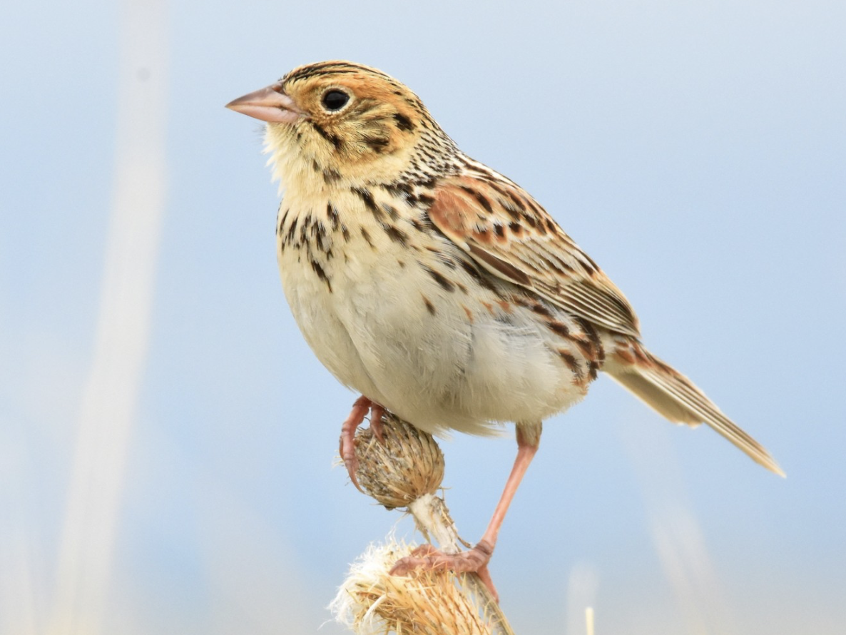 Baird’s Sparrow (BAIS) | Land Trust Bird Conservation Initiative