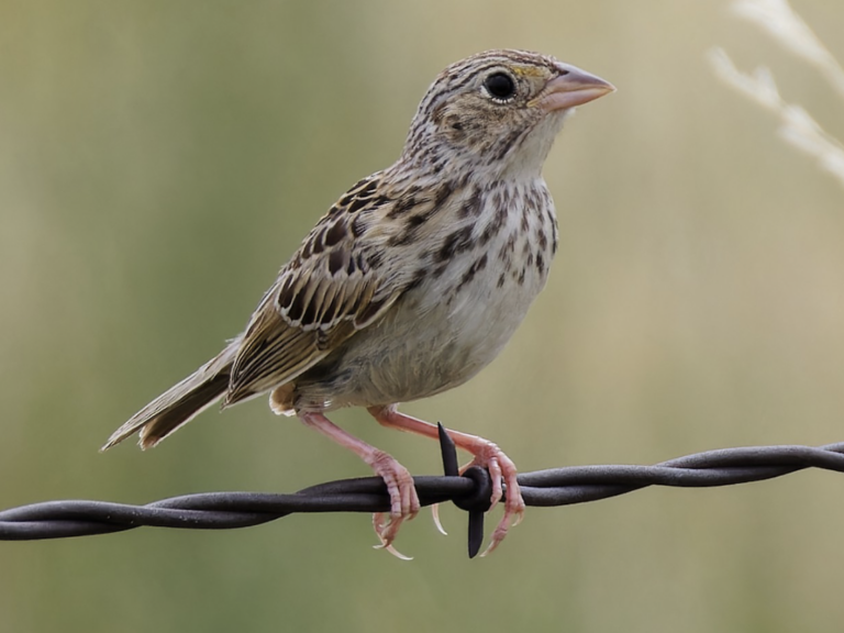 Baird’s Sparrow (BAIS) | Land Trust Bird Conservation Initiative