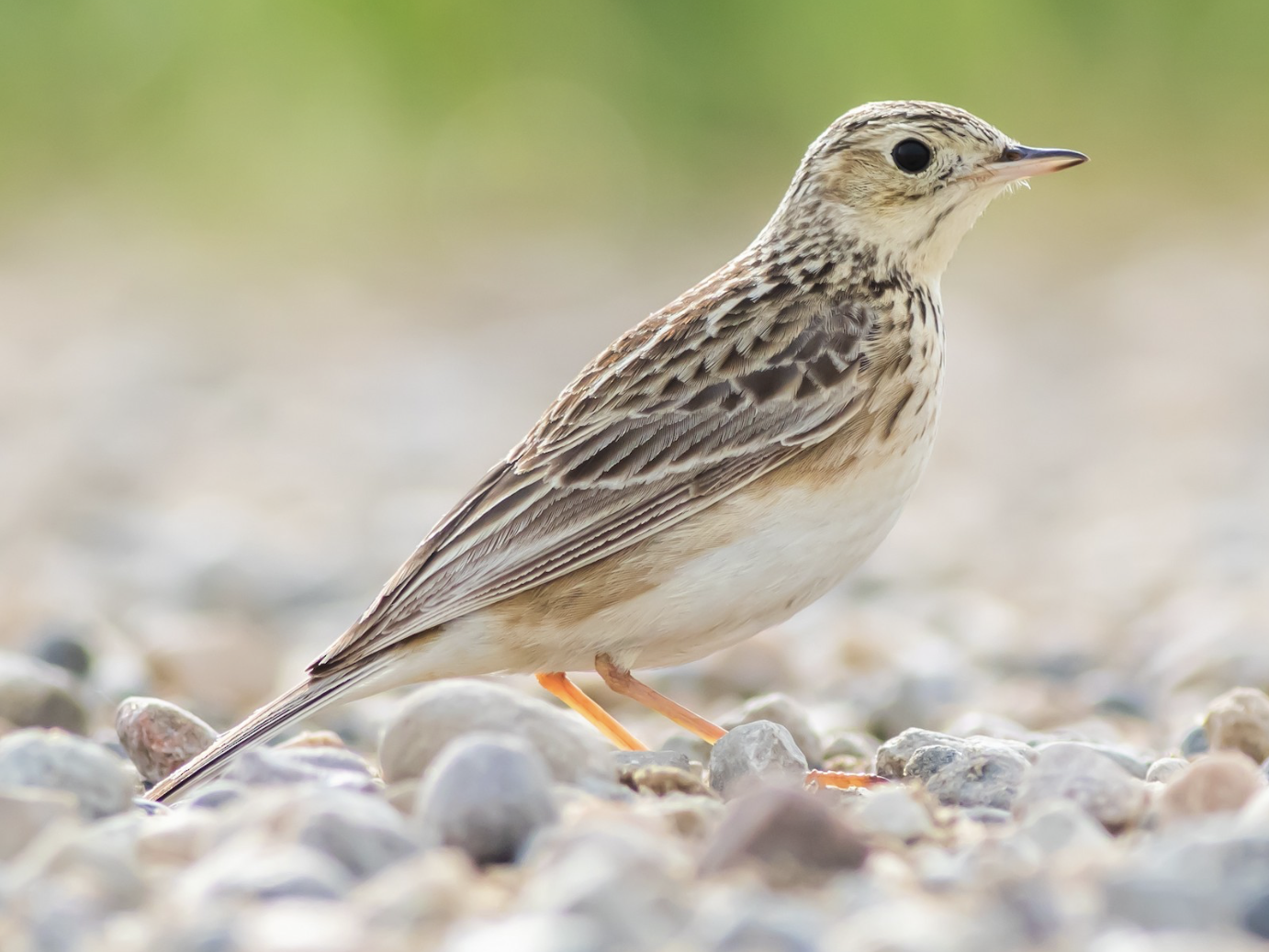 Sprague's Pipit (SPPI) | Land Trust Bird Conservation Initiative