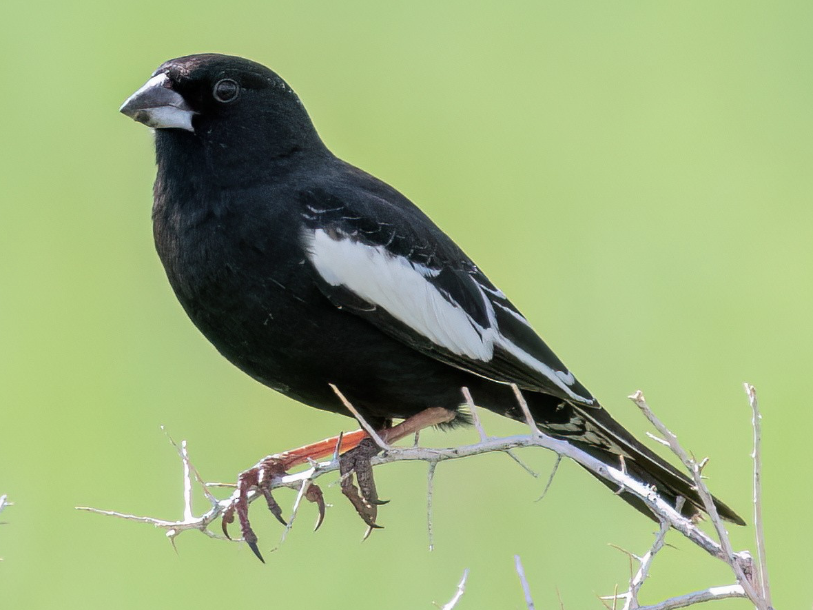 Lark Bunting (LARB) | Land Trust Bird Conservation Initiative