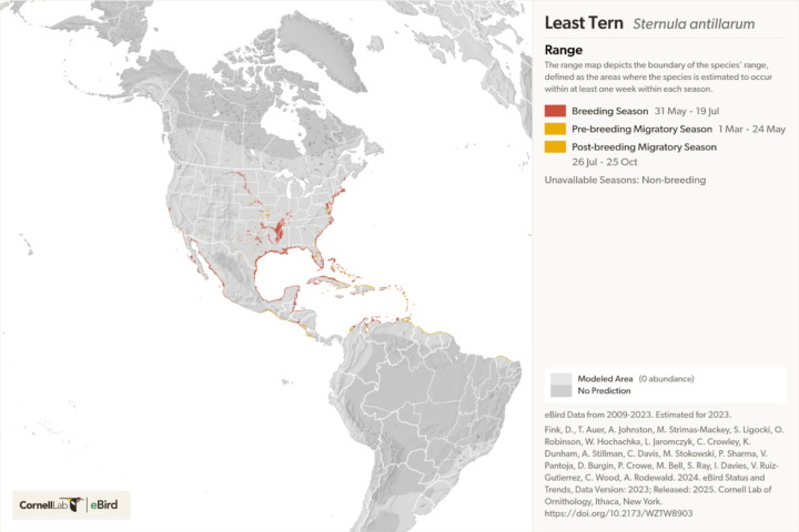 Least Tern (LETE) | Land Trust Bird Conservation Initiative