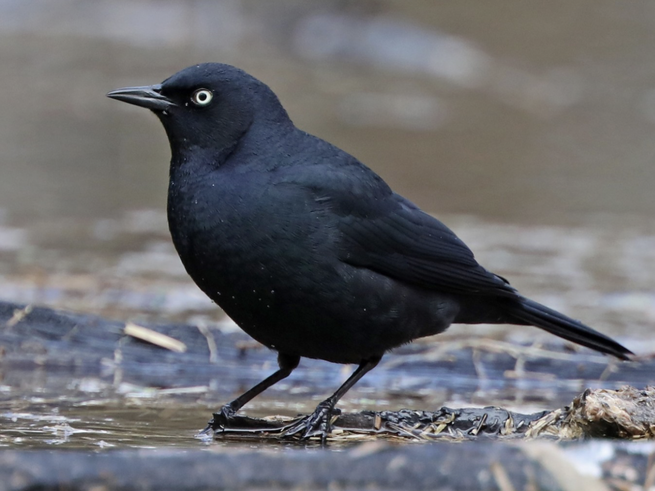 Rusty Blackbird (RUBL) | Land Trust Bird Conservation Initiative
