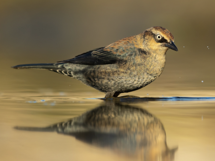 Rusty Blackbird (RUBL) | Land Trust Bird Conservation Initiative