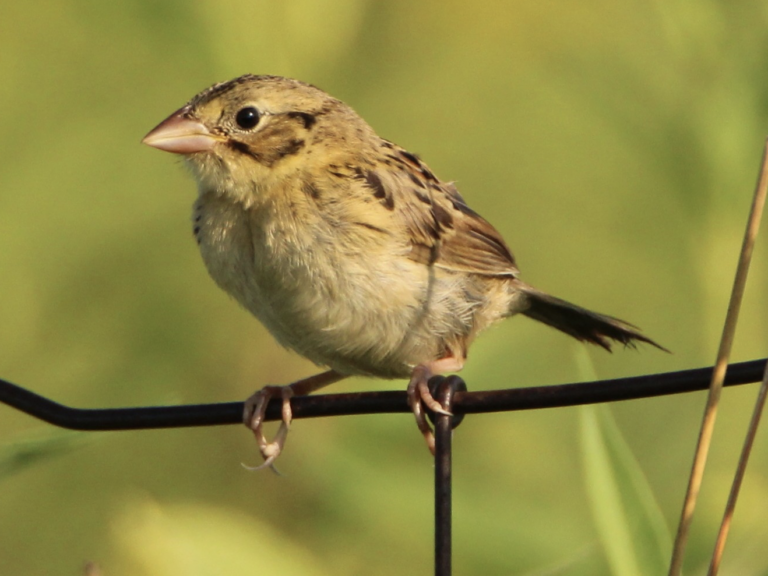 Henslow's Sparrow (HESP) | Land Trust Bird Conservation Initiative