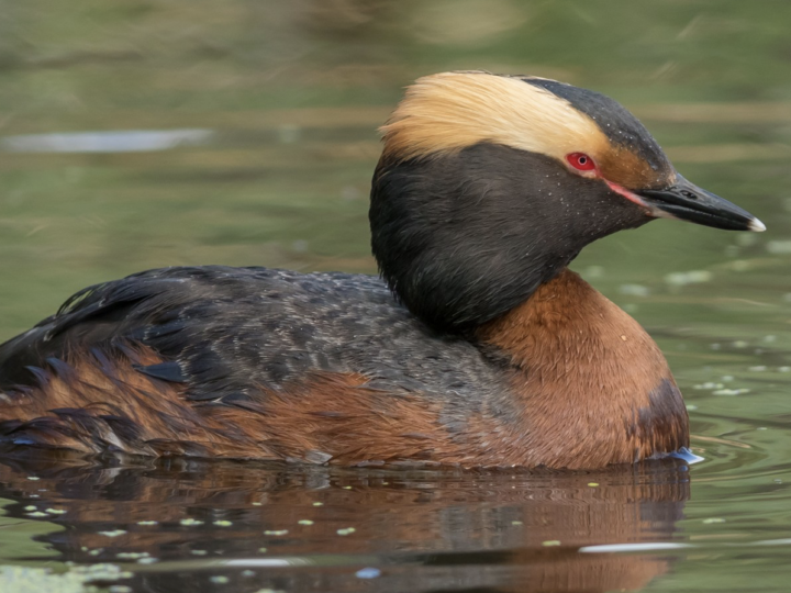 Horned Grebe (HOGR) | Land Trust Bird Conservation Initiative