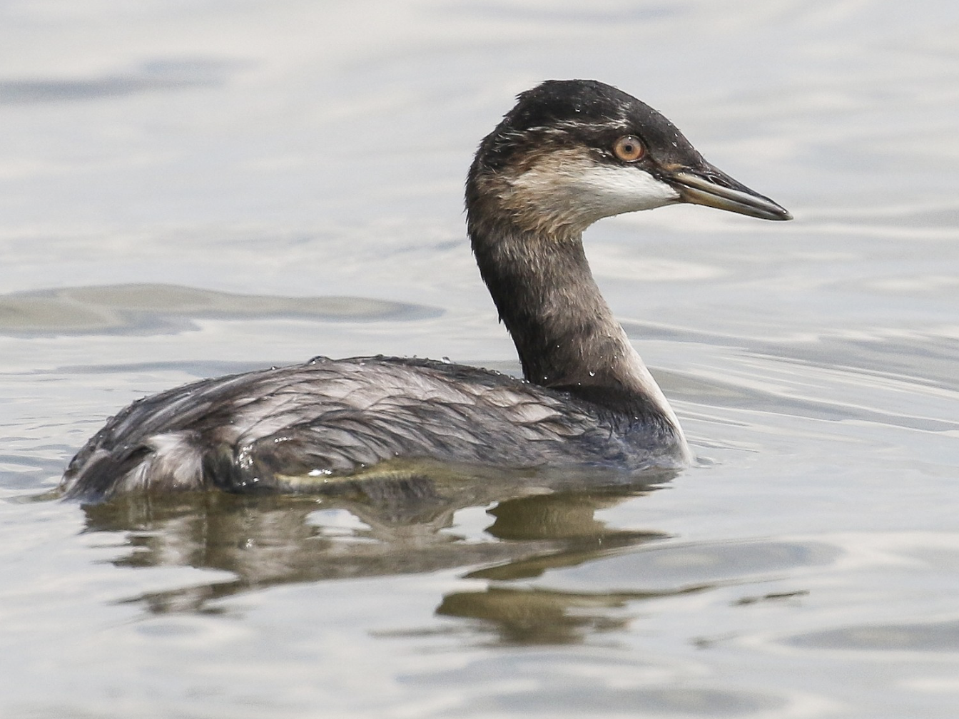 Horned Grebe (HOGR) | Land Trust Bird Conservation Initiative