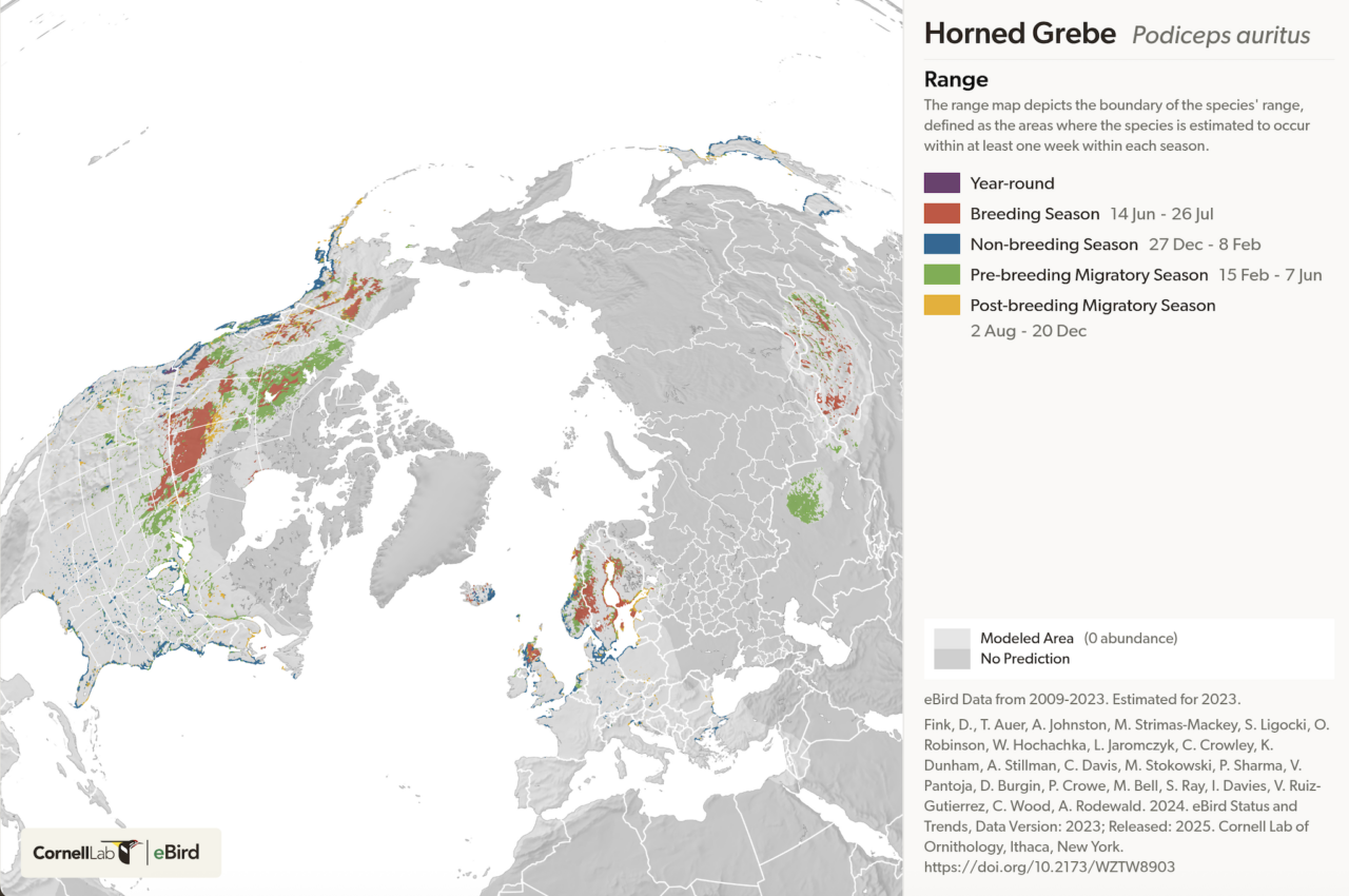 Horned Grebe (HOGR) | Land Trust Bird Conservation Initiative
