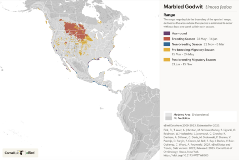 Marbled Godwit (MAGO) | Land Trust Bird Conservation Initiative
