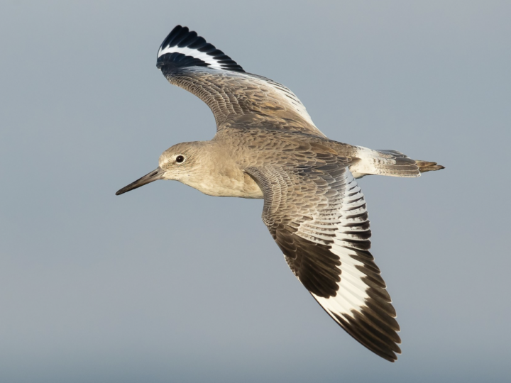 Willet (WILL) | Land Trust Bird Conservation Initiative