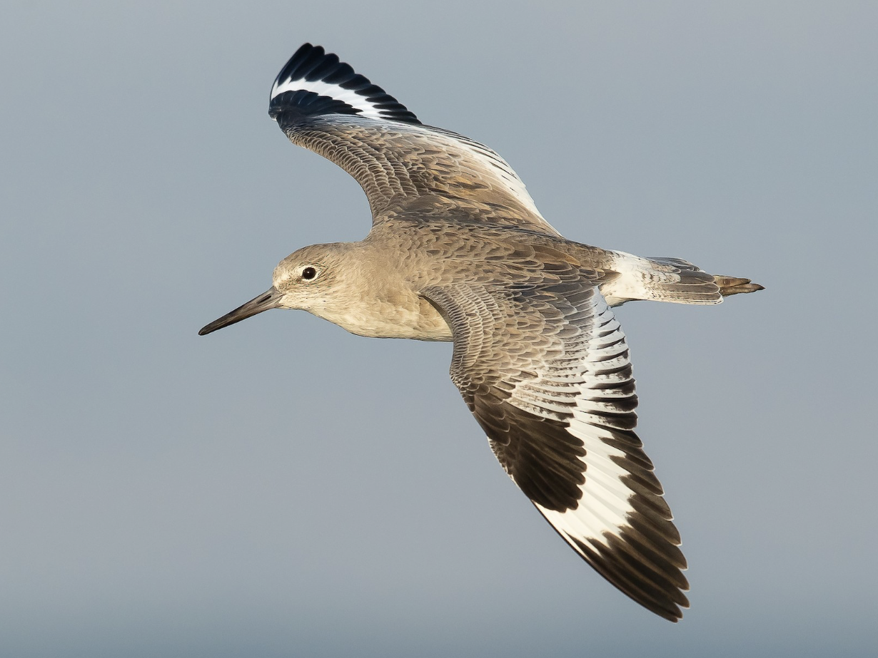 Willet (WILL) | Land Trust Bird Conservation Initiative