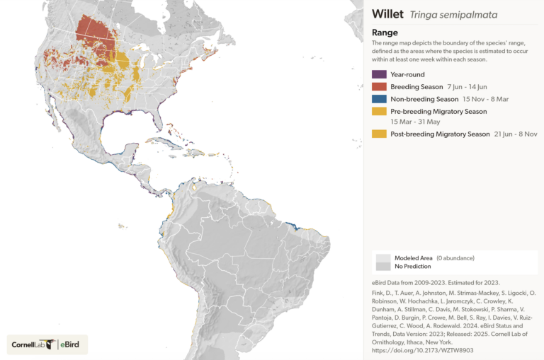 Willet (WILL) | Land Trust Bird Conservation Initiative