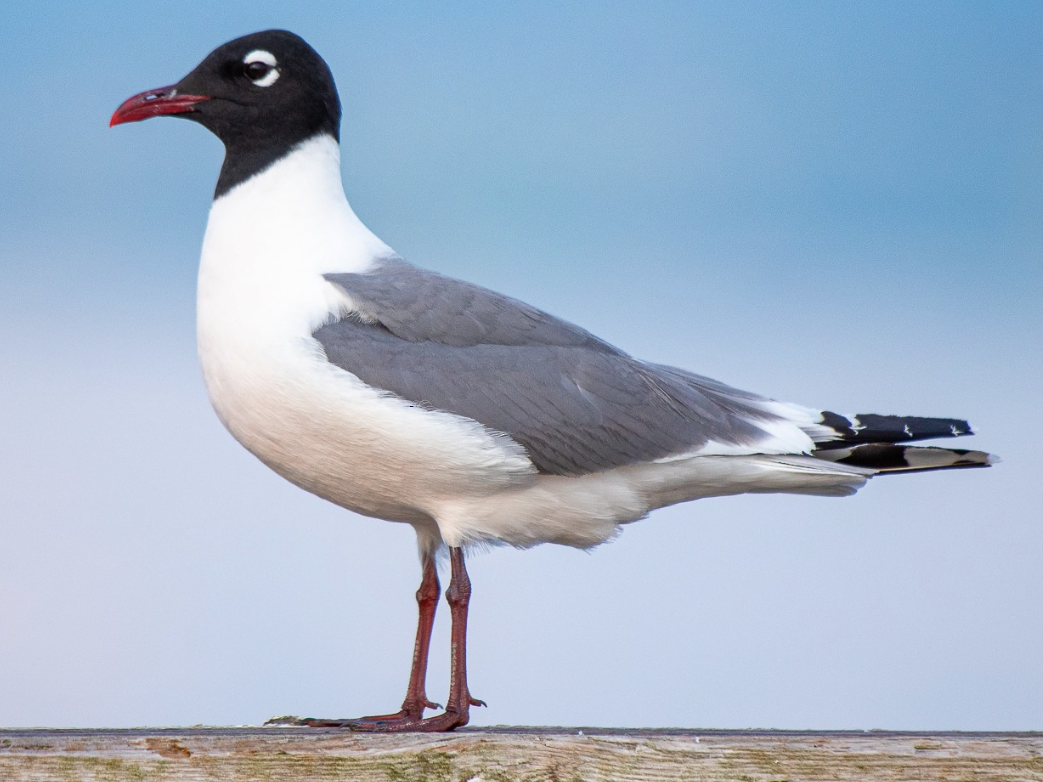 Franklin’s Gull (FRGU) | Land Trust Bird Conservation Initiative