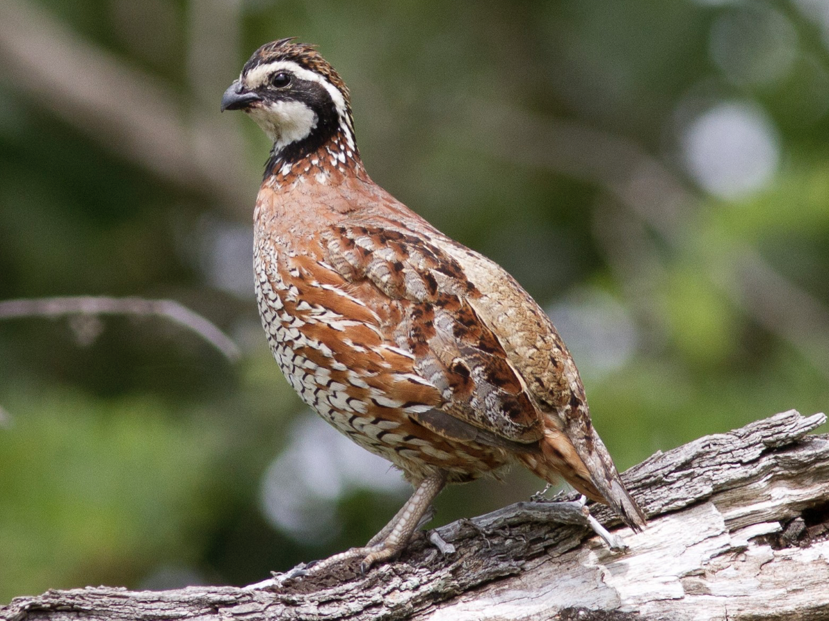 Northern Bobwhite (NOBO) | Land Trust Bird Conservation Initiative
