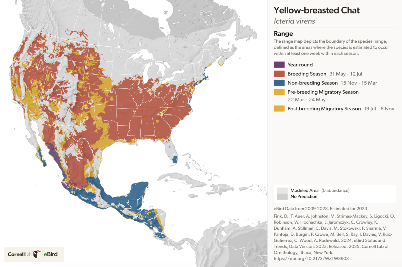 Yellow-breasted Chat (YBCH) | Land Trust Bird Conservation Initiative