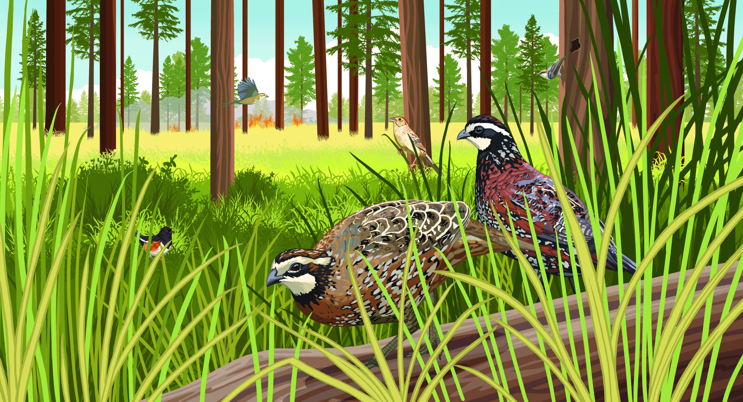 Burning for Birds Collaborative | Land Trust Bird Conservation Initiative