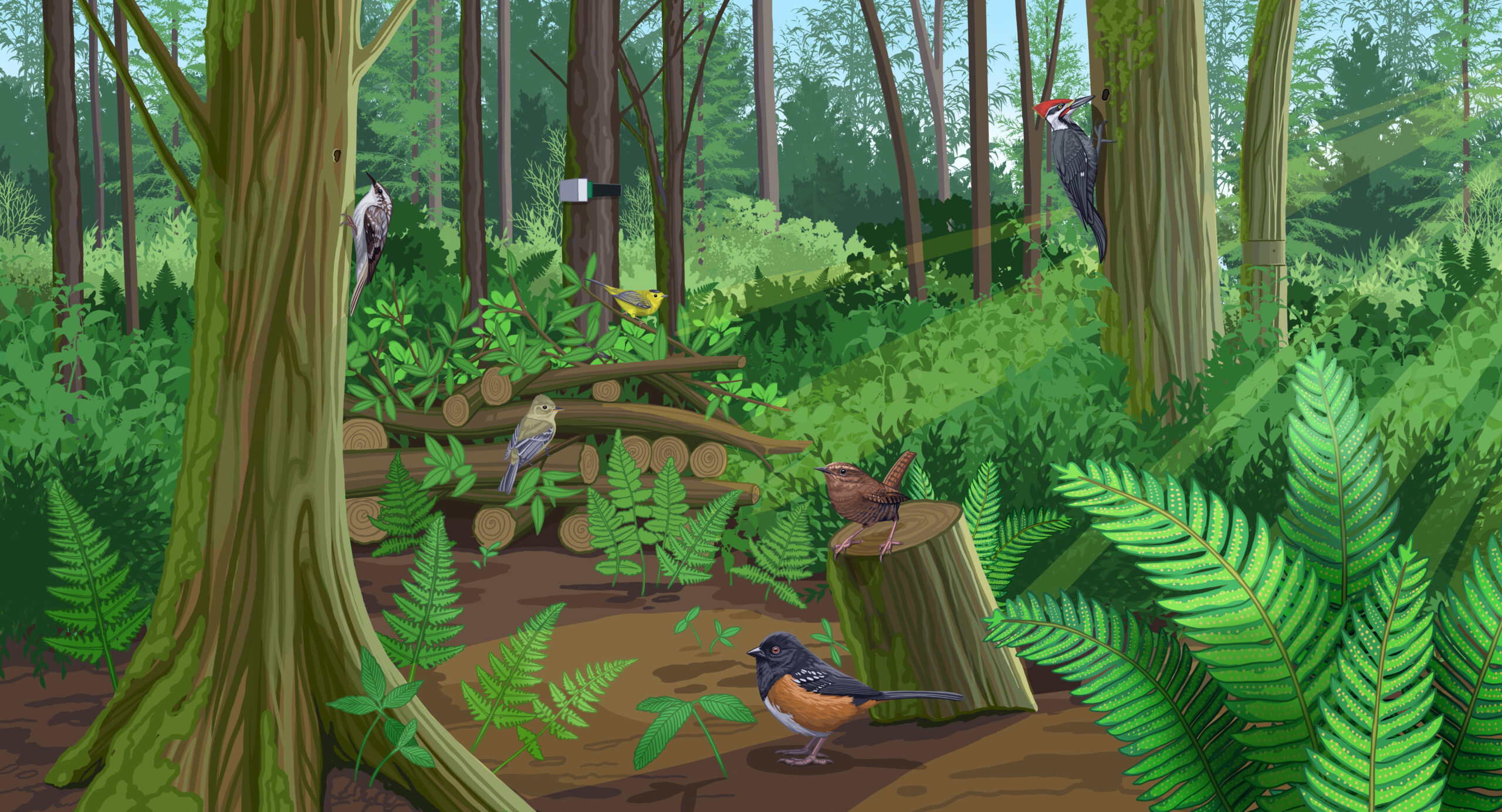 Listen Up Collaborative | Land Trust Bird Conservation Initiative