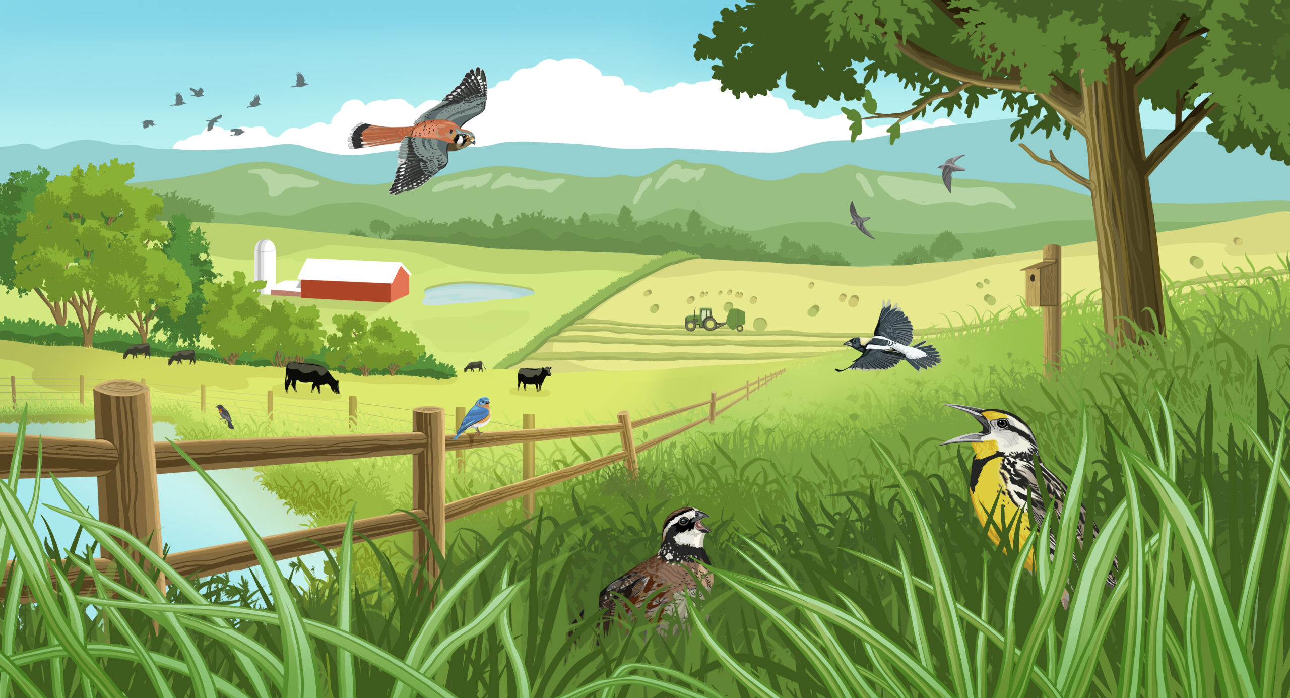 Virginia Grassland Bird Initiative | Land Trust Bird Conservation ...