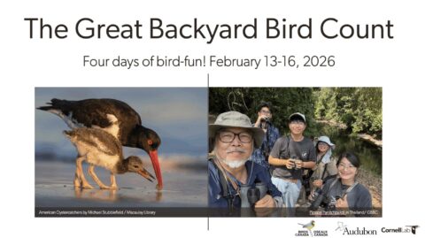 Great Backyard Bird Count | Land Trust Bird Conservation Initiative