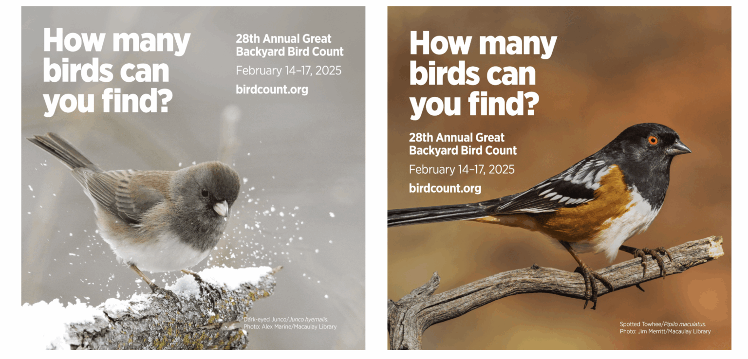 Great Backyard Bird Count | Land Trust Bird Conservation Initiative