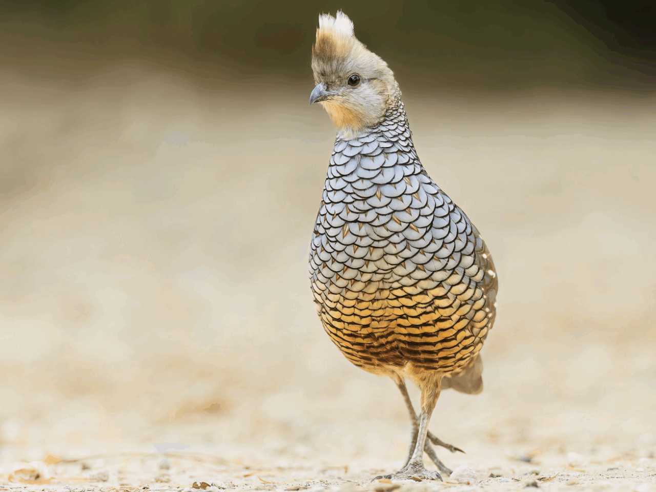 Scaled Quail (SCQU) | Land Trust Bird Conservation Initiative