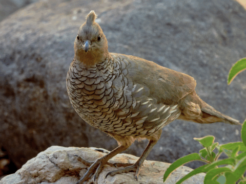 Scaled Quail (SCQU) | Land Trust Bird Conservation Initiative